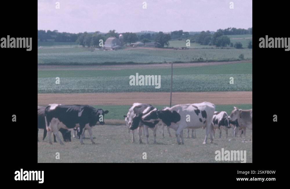 Dairy pasture fields in Stock Videos & Footage - HD and 4K Video Clips ...