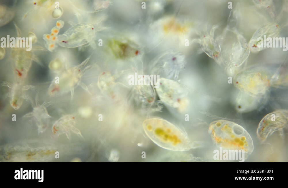 Zooplankton and plankton of the White Sea under a microscope Stock ...