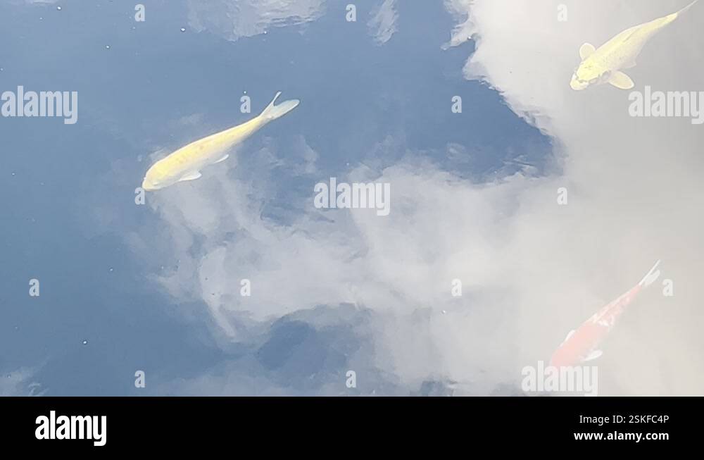 Pond in a temple, koi carp, reflection of clouds，Chi Lin Nunnery(temple ...