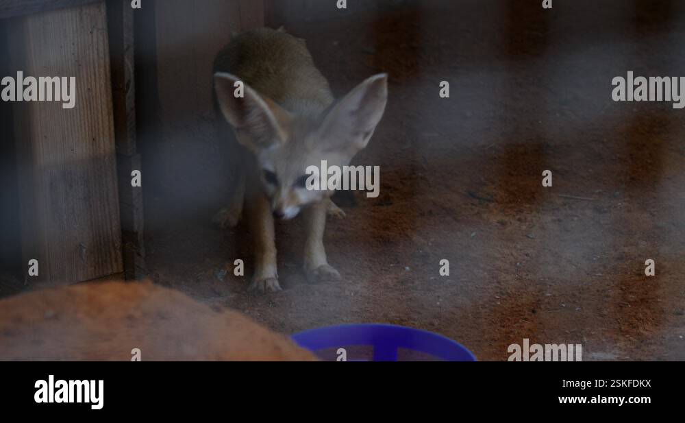 Fennec fox desert fox fennec Stock Videos & Footage - HD and 4K Video ...