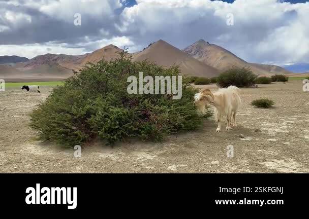 Rural scene ladakh many Stock Videos & Footage - HD and 4K Video Clips ...