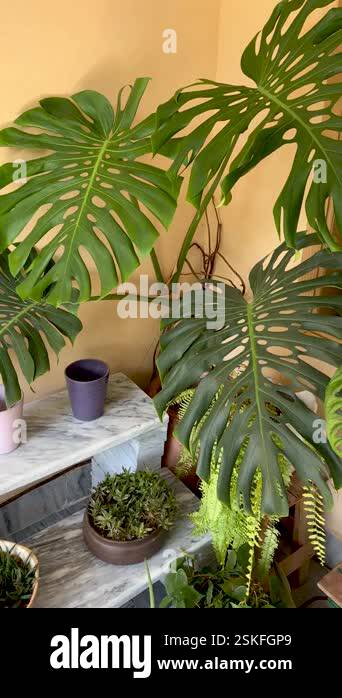 Delicious monster plant Stock Videos & Footage - HD and 4K Video Clips ...