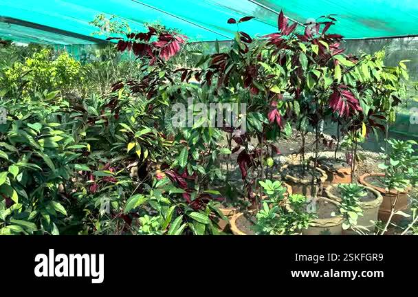 Chinese croton excoecaria cochinchinensis Stock Videos & Footage - HD ...