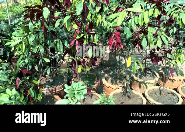 Chinese fire leaf Stock Videos & Footage - HD and 4K Video Clips - Alamy