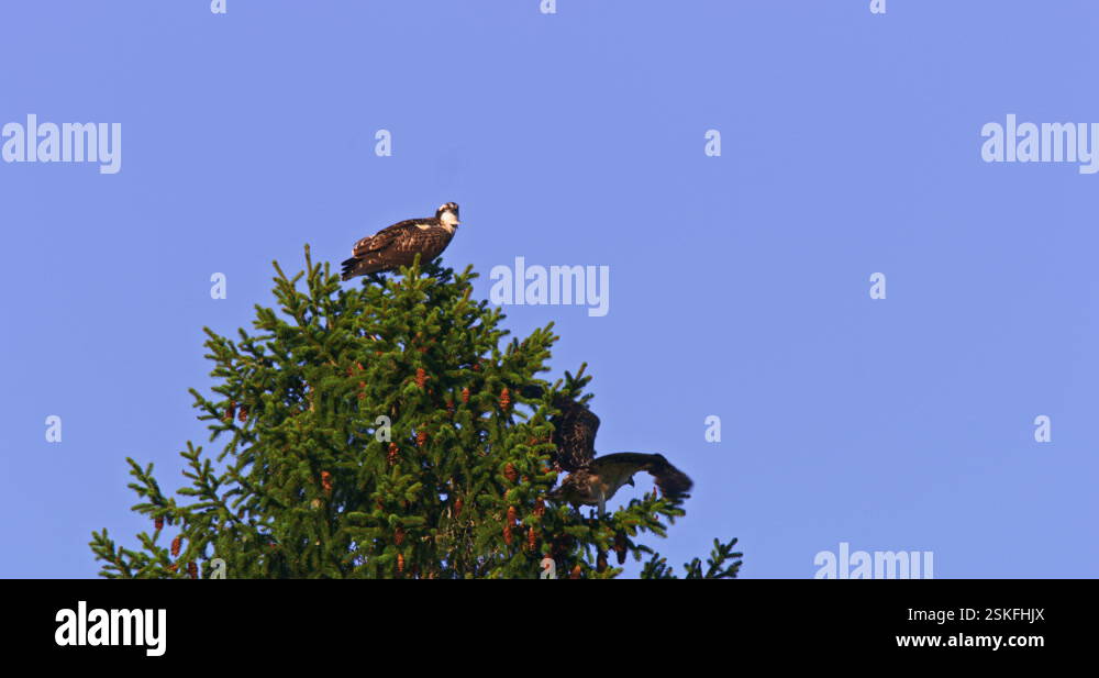 Fledgling bird taking first Stock Videos & Footage - HD and 4K Video ...