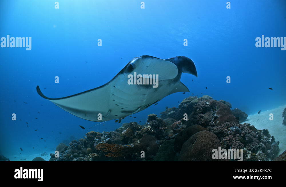 White underside of manta ray Stock Videos & Footage - HD and 4K Video ...