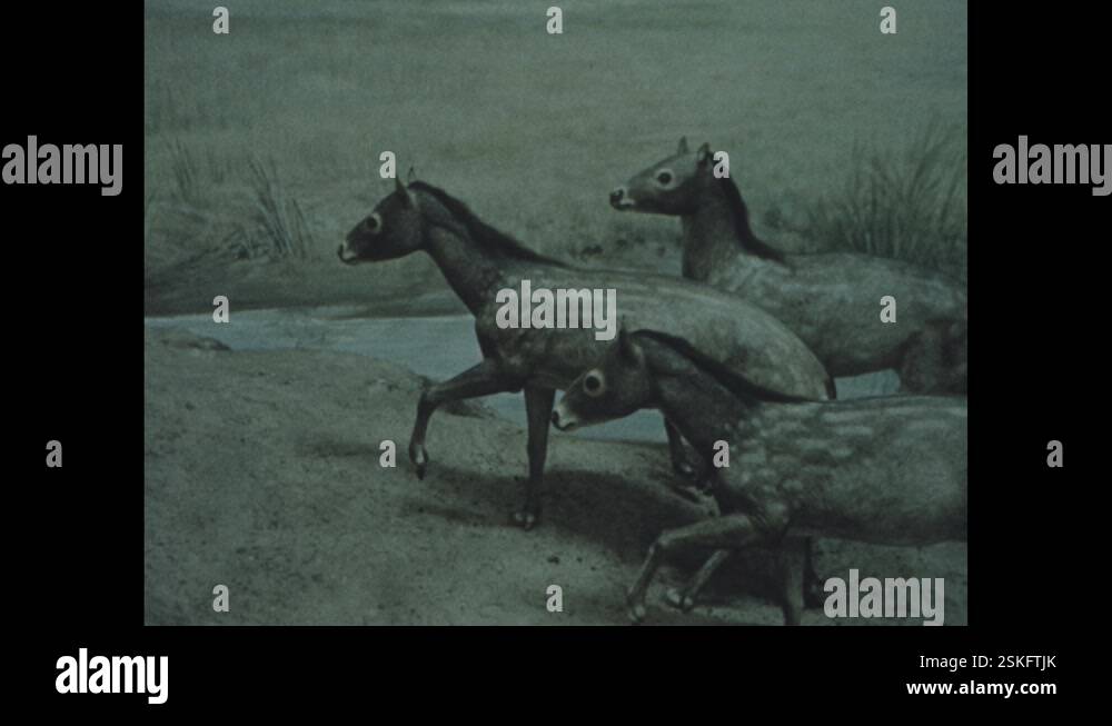 Prehistoric horses Stock Videos & Footage - HD and 4K Video Clips - Alamy