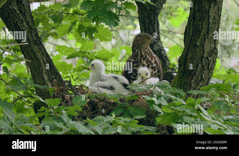 Honey buzzard nest Stock Videos & Footage - HD and 4K Video Clips - Alamy