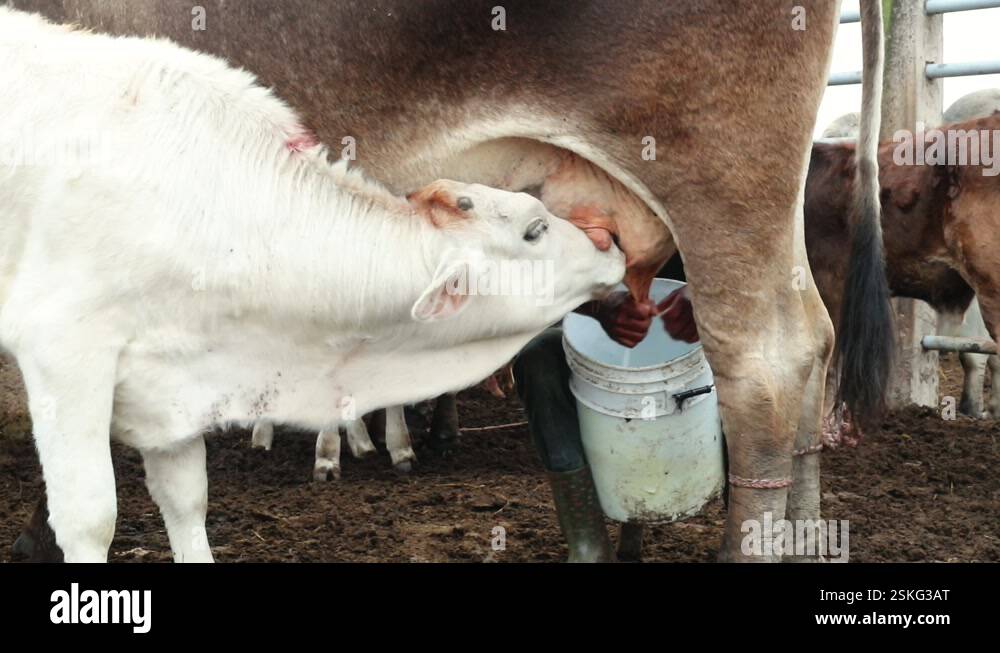 Cow being milked Stock Videos & Footage - HD and 4K Video Clips - Alamy