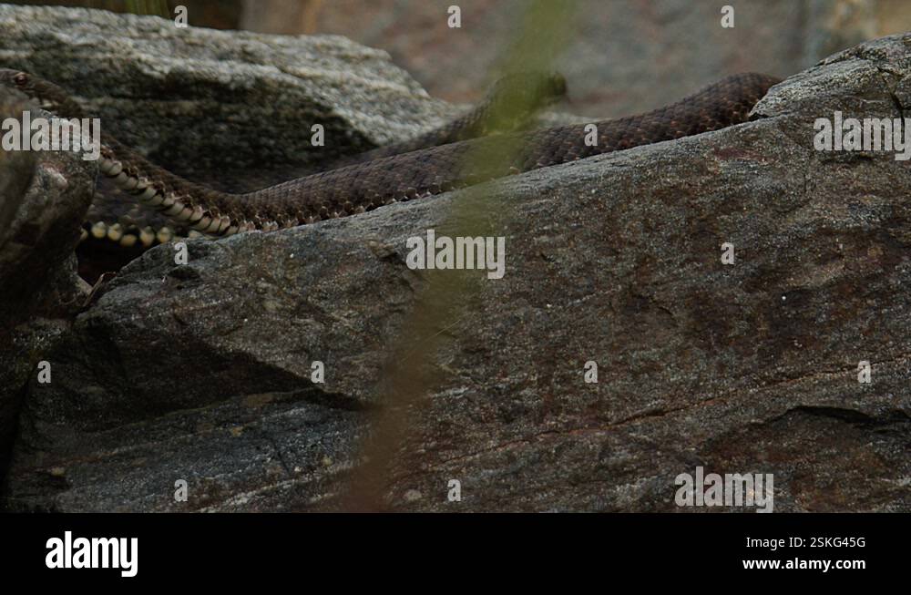 Two Water Snakes (aka Grass Snakes) cross paths whilst slithering ...