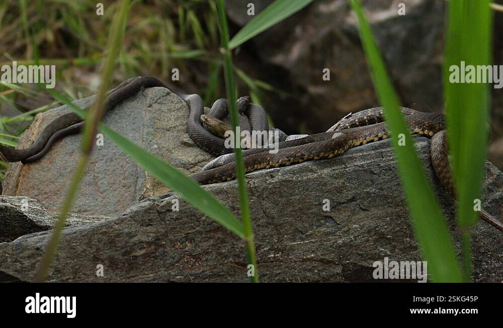 European grass snakes Stock Videos & Footage - HD and 4K Video Clips ...