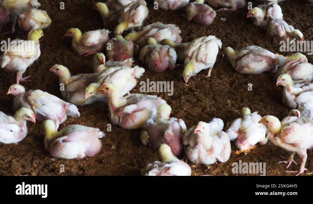 Chicken farm crowded Stock Videos & Footage - HD and 4K Video Clips - Alamy