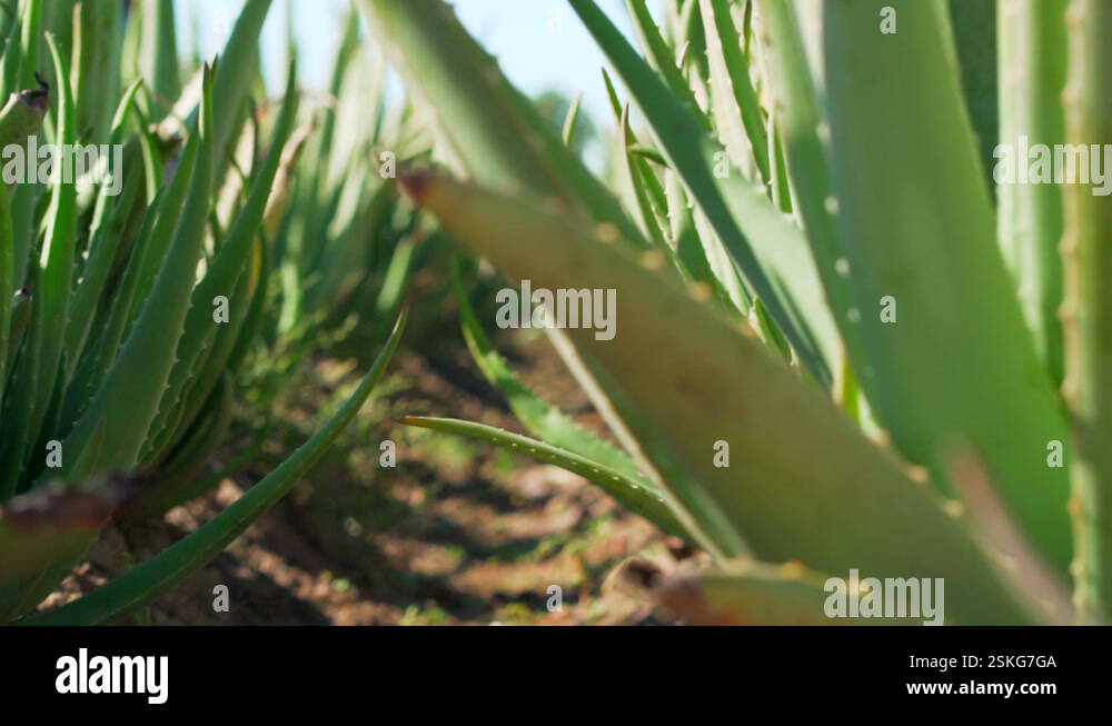 Aloe field Stock Videos & Footage - HD and 4K Video Clips - Alamy