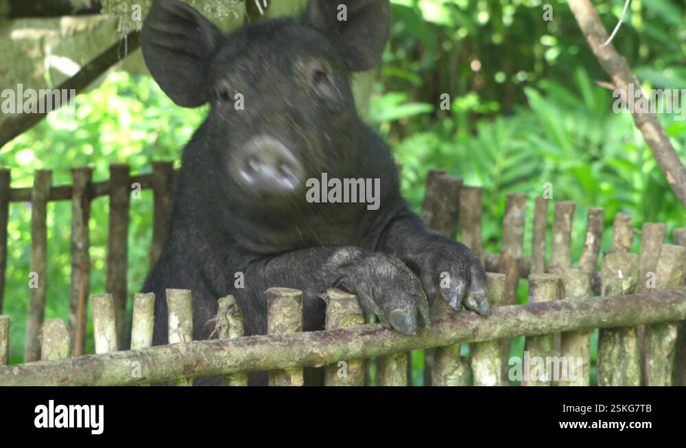 Native pig Stock Videos & Footage - HD and 4K Video Clips - Alamy