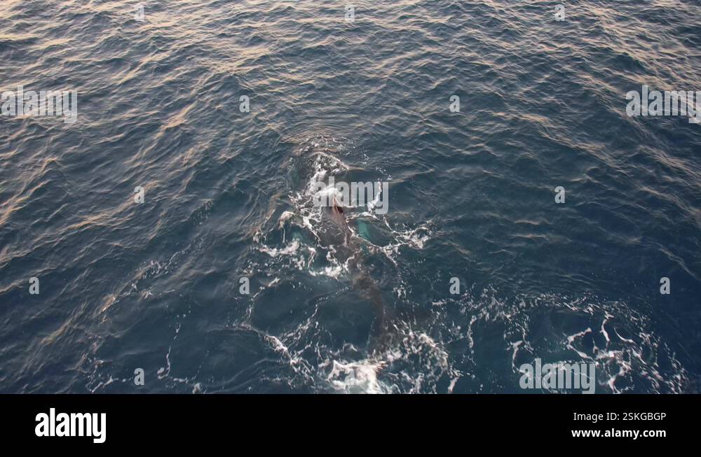 Humpback Whale Spinning With Fluke Flapping And Blowing Water In The ...