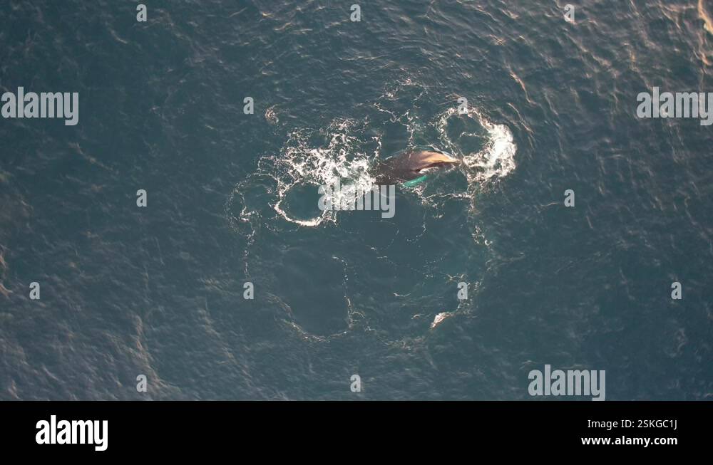 Humpback Whale Spinning And Blowing Water With Its Calf In The Ocean ...