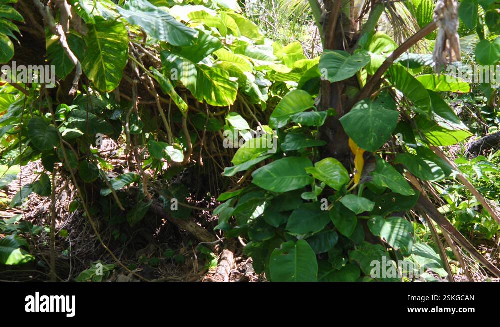 Path through jungle Stock Videos & Footage - HD and 4K Video Clips - Alamy