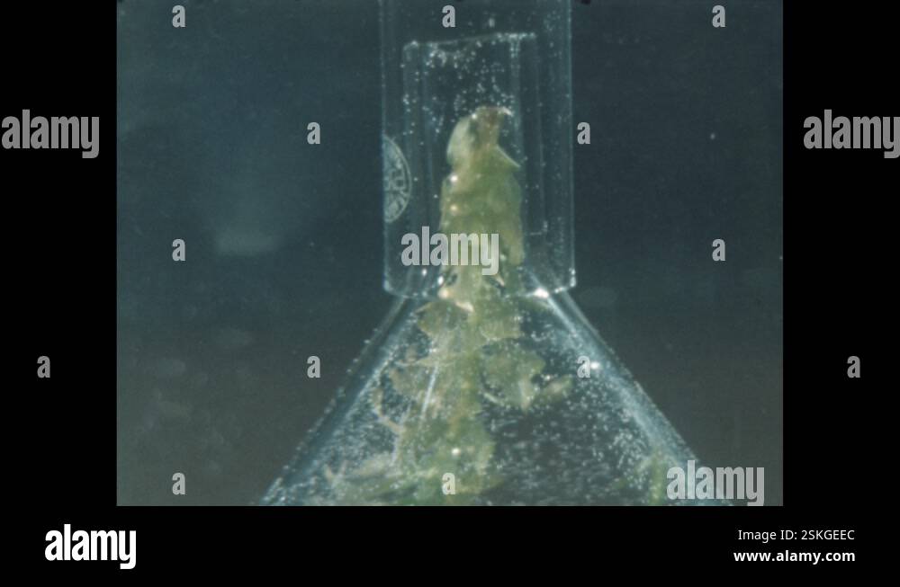 1960s: Bubbles rise from congealed substance in upside down funnel in ...