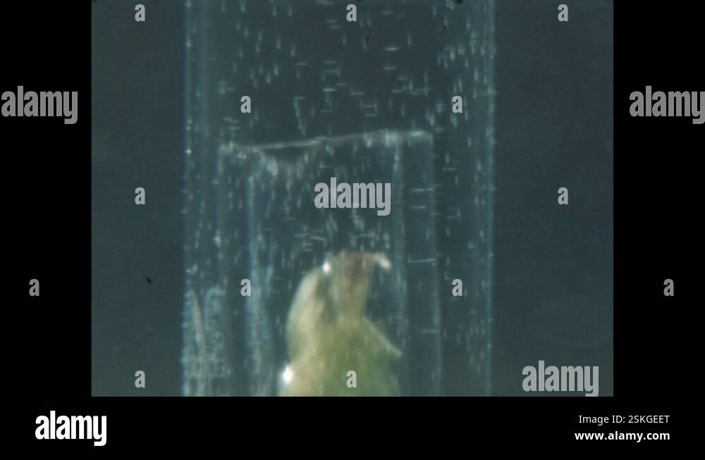 1960s: Bubbles rise from congealed substance in upside down funnel in ...