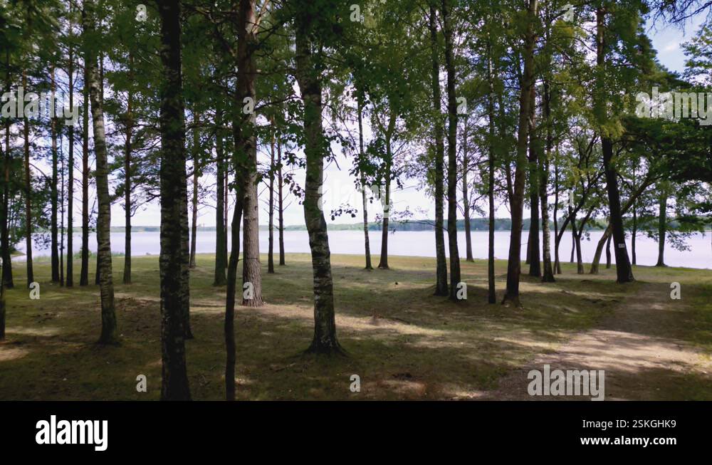 Baltic birch trees Stock Videos & Footage - HD and 4K Video Clips - Alamy