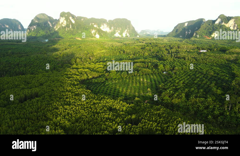Oil palmtree Stock Videos & Footage - HD and 4K Video Clips - Alamy