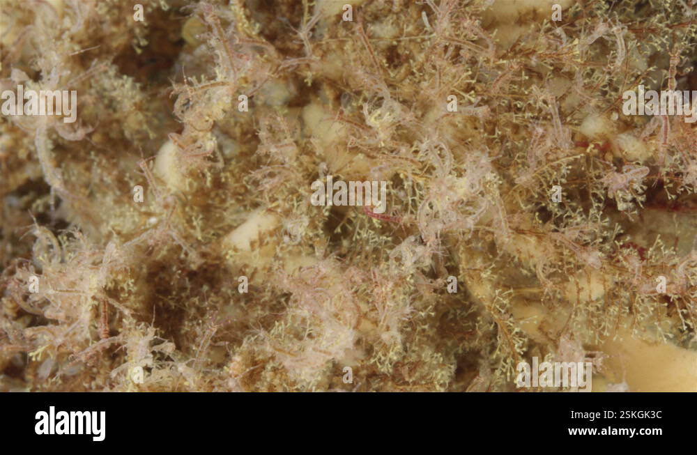 Caprella Stock Videos & Footage - HD and 4K Video Clips - Alamy