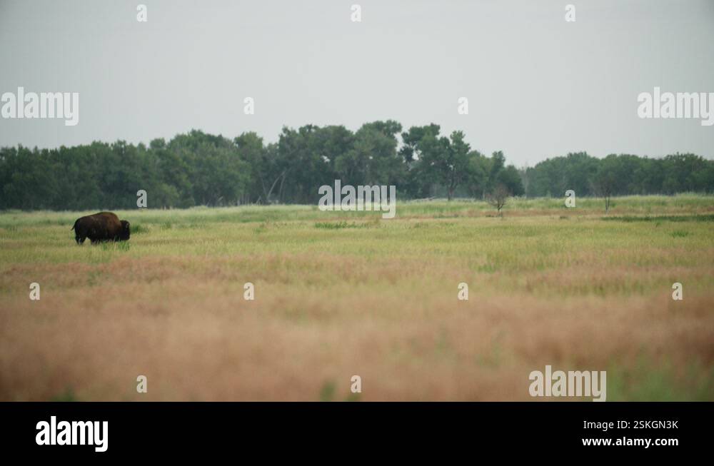 Colorado biodiversity Stock Videos & Footage - HD and 4K Video Clips ...