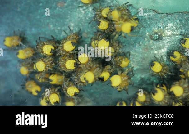 Cluster of baby spiders, European Garden Spider Araneus Diadematus ...