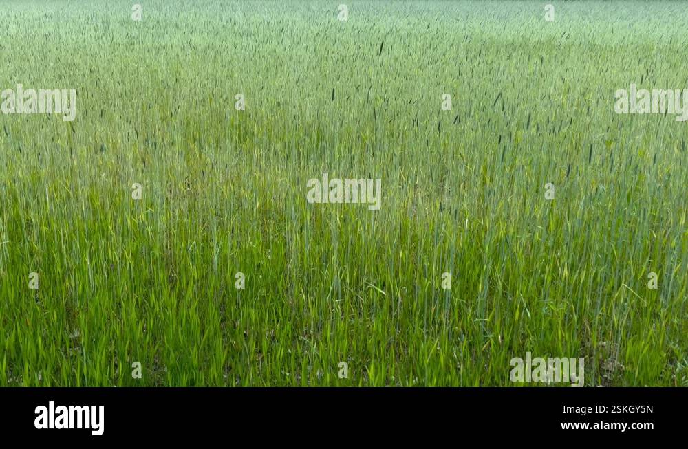 Carex elata aurea Stock Videos & Footage - HD and 4K Video Clips - Alamy