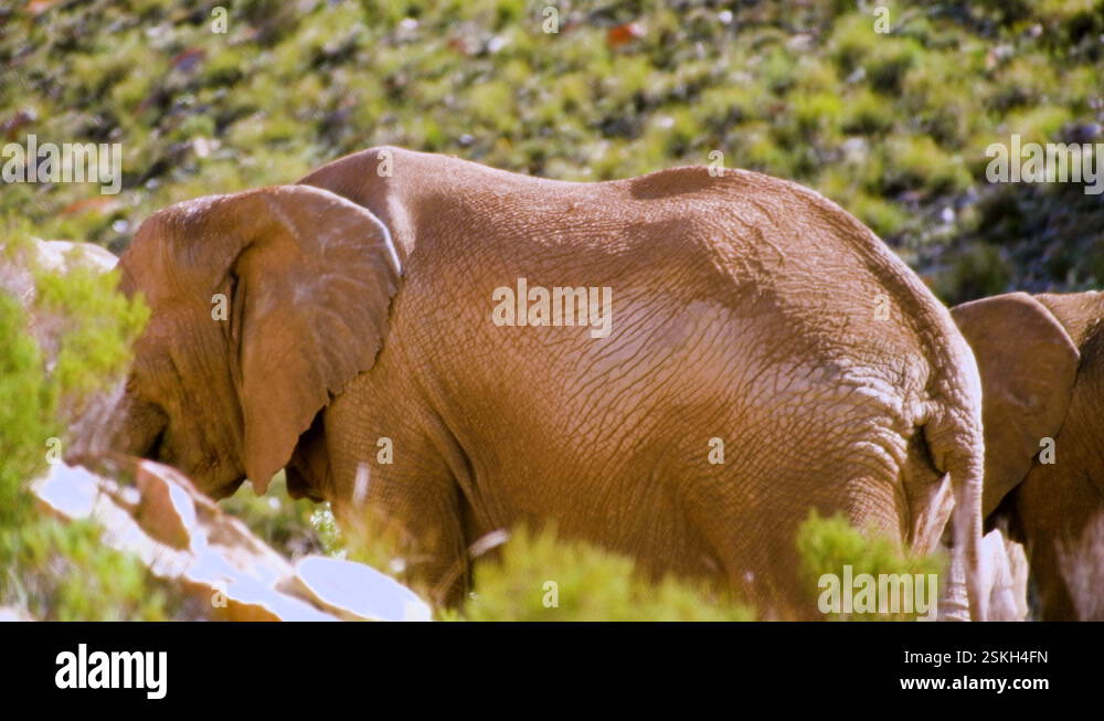 Wrinkled elephants Stock Videos & Footage - HD and 4K Video Clips - Alamy