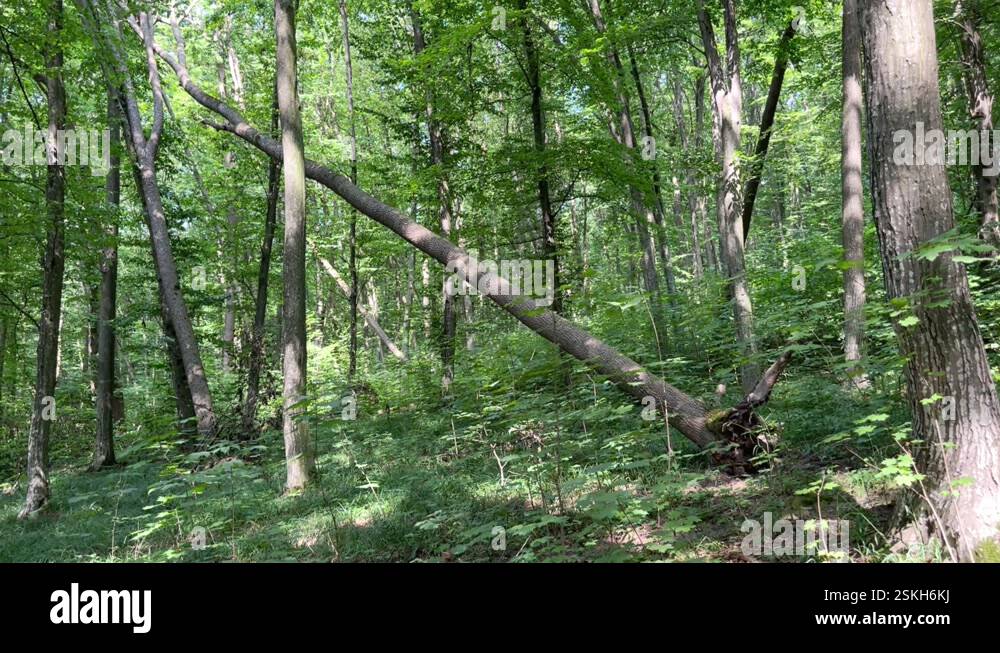 Fell from tree Stock Videos & Footage - HD and 4K Video Clips - Alamy