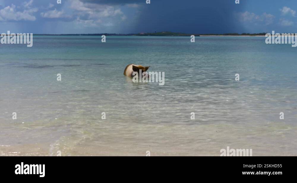 Exuma pig island Stock Videos & Footage - HD and 4K Video Clips - Alamy