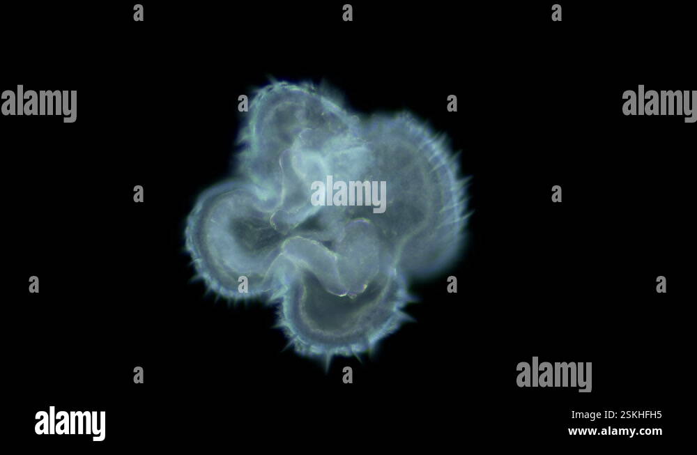 Larva of worm Heteronemertea at pilidium stage under microscope ...