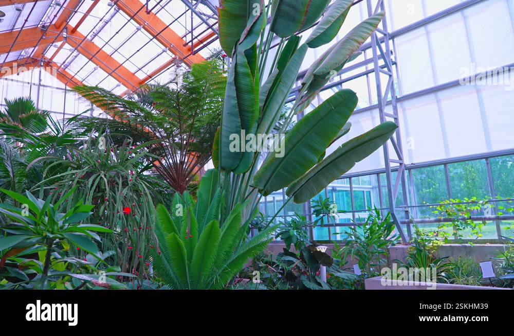 Ravenala madagascariensis palm genus of monocotyledonous flowering ...