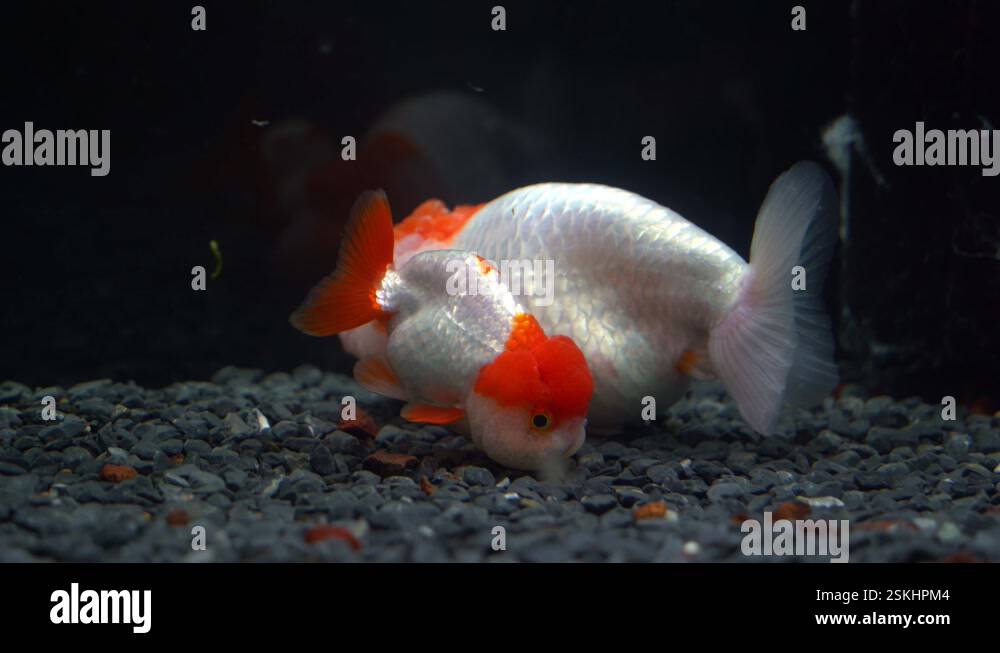 Two lionhead goldfish, carassius auratus auratus with bumpy head ...