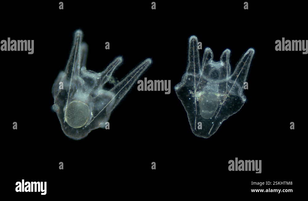 Larvae sea urchin Strongylocentrotus pallidus under microscope ...
