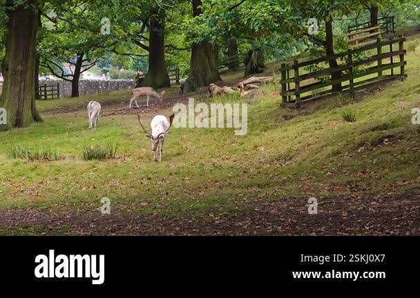 Fallow deer grazing and wandering in shaded woodland clearing. Group of ...
