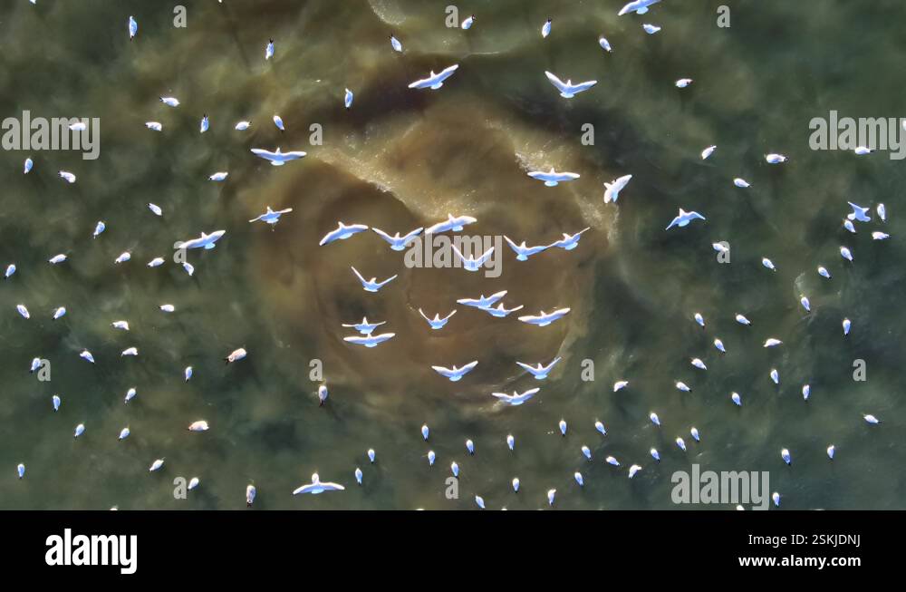 Sewage sea Stock Videos & Footage - HD and 4K Video Clips - Alamy