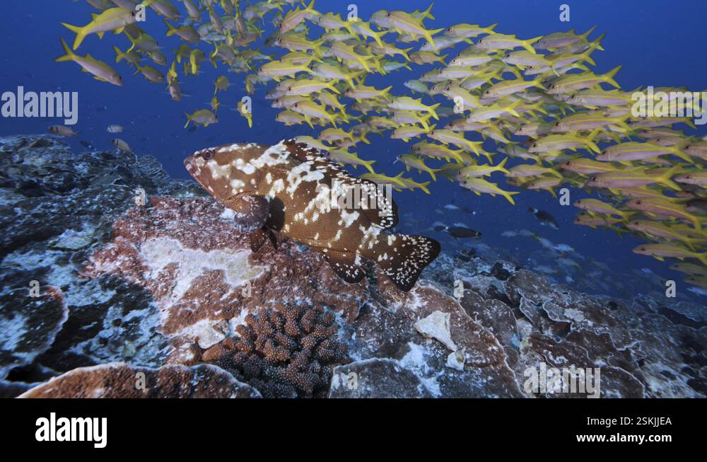 Coral grouper eel Stock Videos & Footage - HD and 4K Video Clips - Alamy