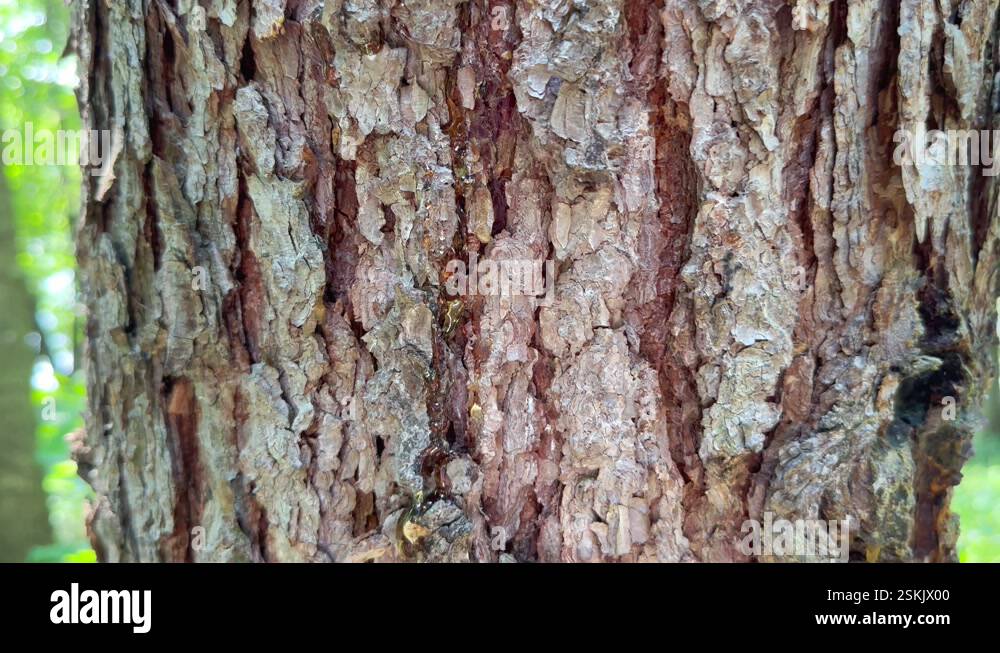 Bark texture gum tree Stock Videos & Footage - HD and 4K Video Clips ...