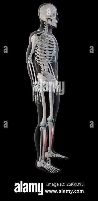 Tibialis muscles Stock Videos & Footage - HD and 4K Video Clips - Alamy