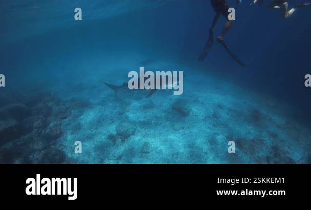 June 30, 2024. Fuvahmulah, Maldives. Man dives and swimming with tiger ...