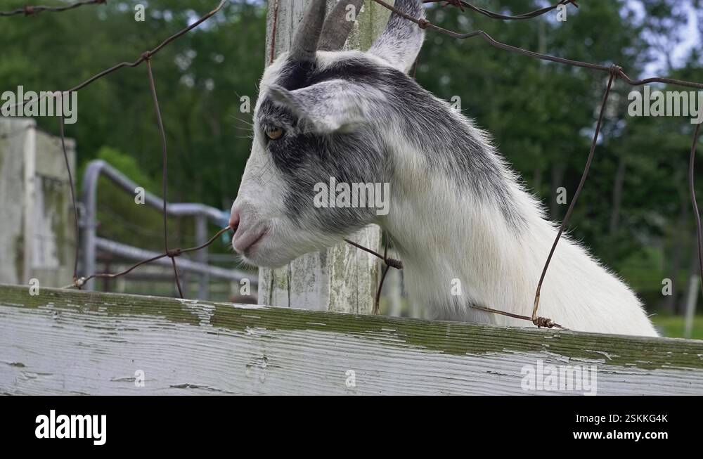 Cute baby goat chewing grass Stock Videos & Footage - HD and 4K Video ...