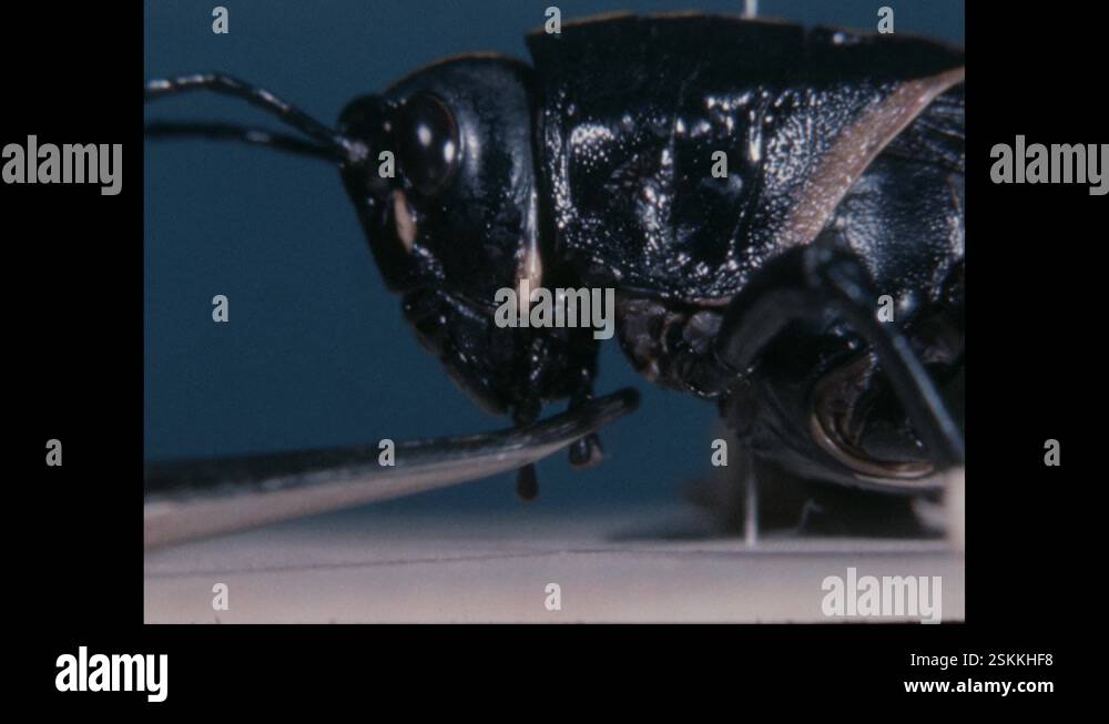 1960s: Tweezers point to maxillary and labial palps of grasshopper ...