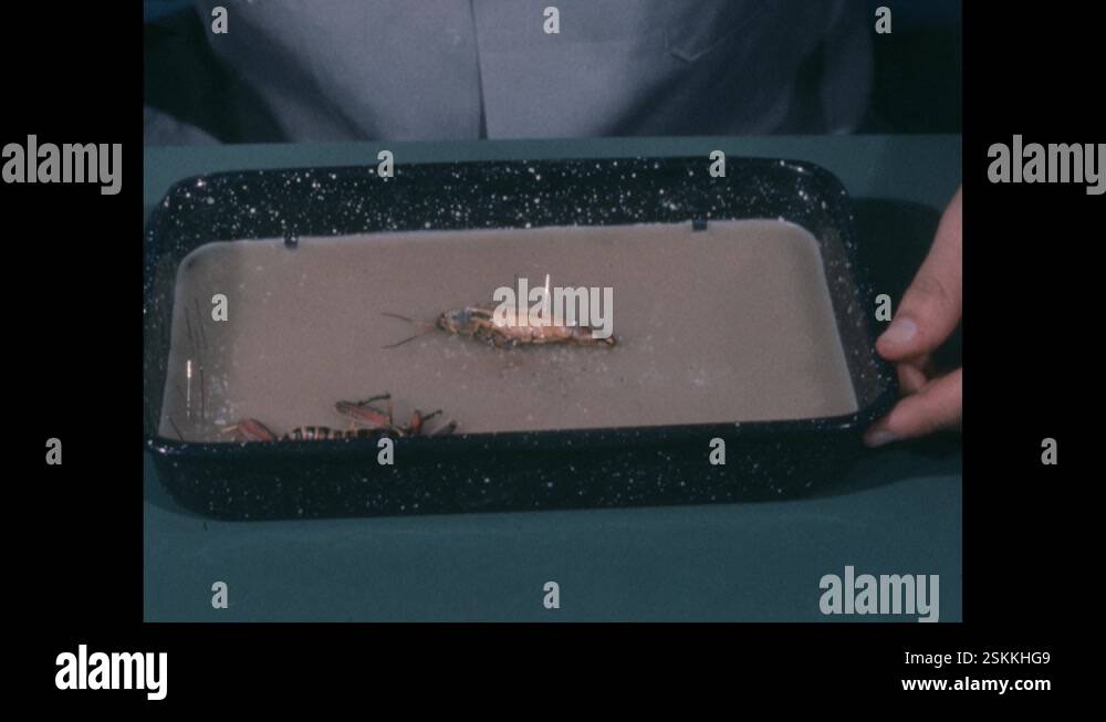 Dissection table Stock Videos & Footage - HD and 4K Video Clips - Alamy