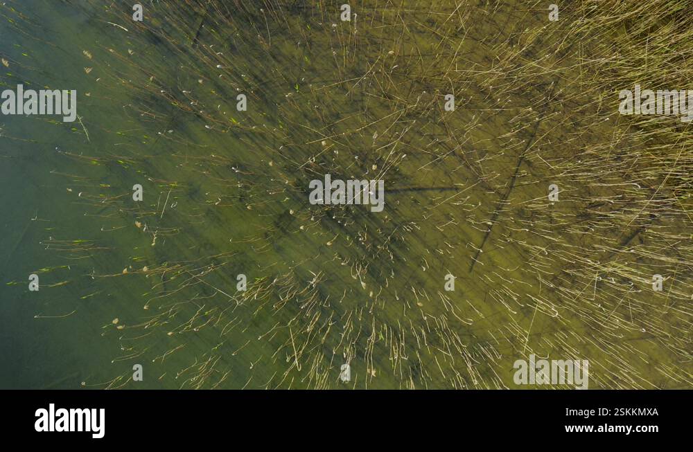 Dried water reed Stock Videos & Footage - HD and 4K Video Clips - Alamy