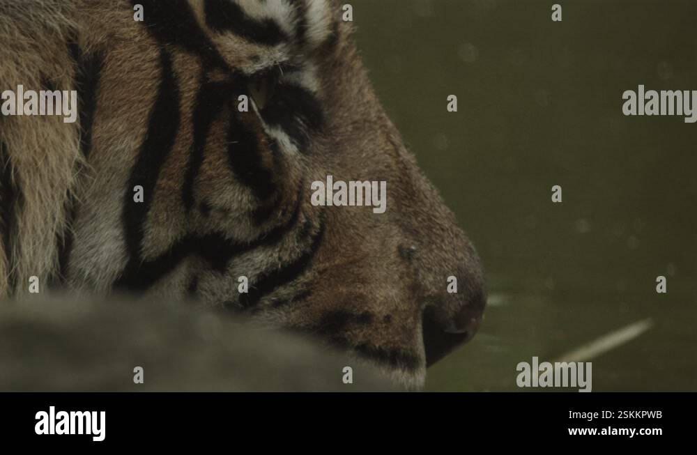 Bit sad Stock Videos & Footage - HD and 4K Video Clips - Alamy