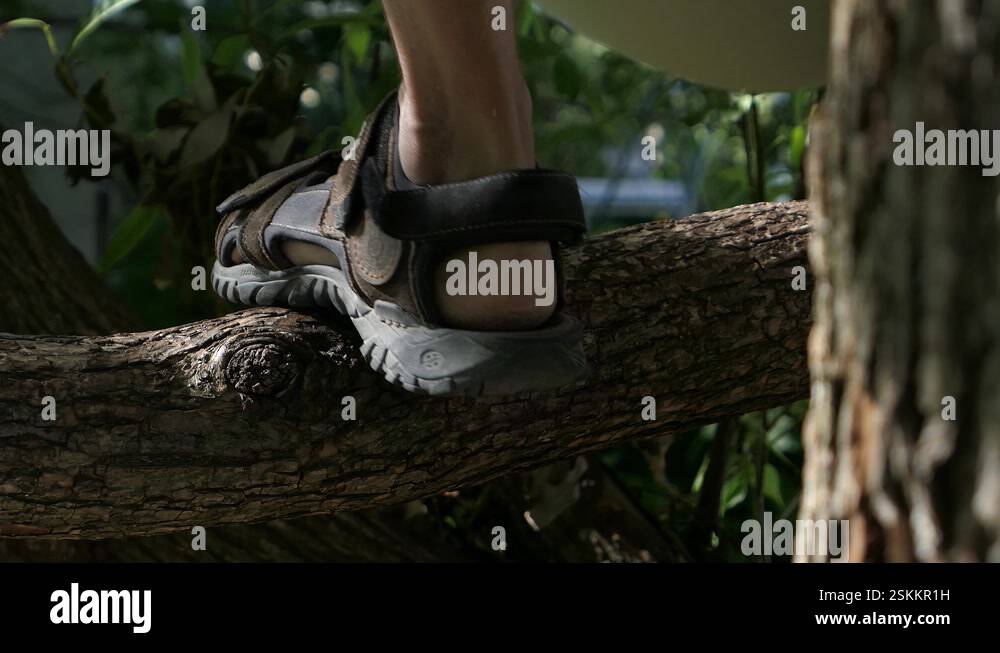 Adult tree climbing Stock Videos & Footage - HD and 4K Video Clips - Alamy