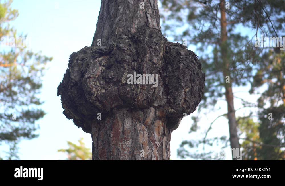 Tree swelling Stock Videos & Footage - HD and 4K Video Clips - Alamy
