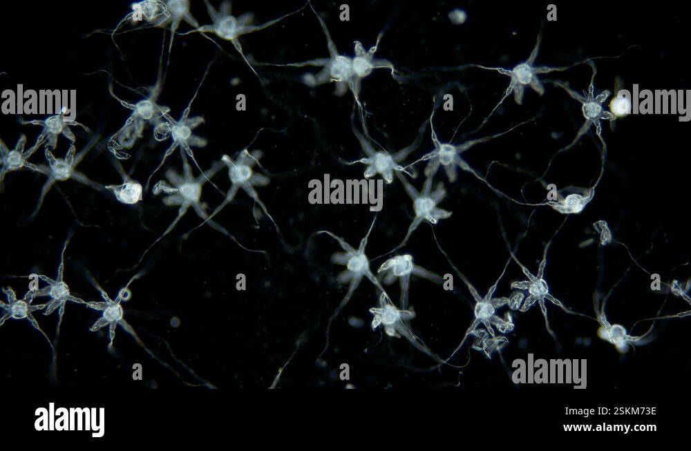 Larvae of sea spider Phoxichilidium femoratum under microscope, order ...